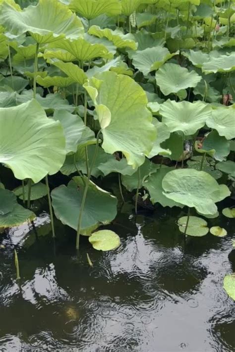 Relaxing Temple Sunset And Lotus Plants At Shino Tumbex
