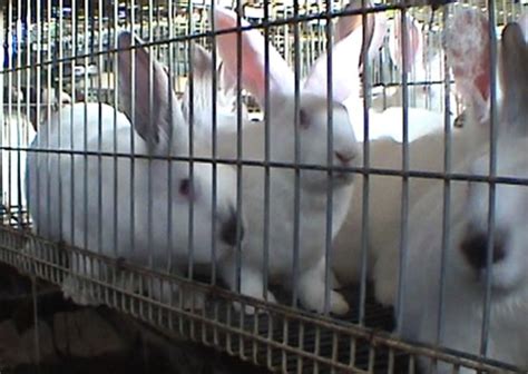 Lagence Européenne De Sécurité Des Aliments Critique Les Cages à