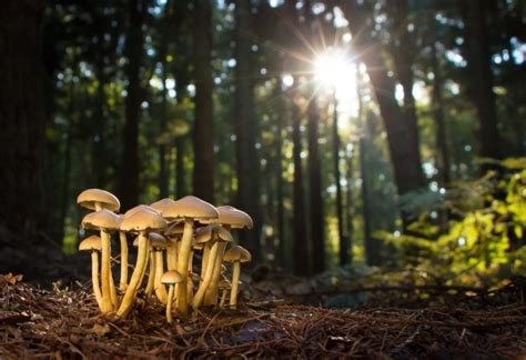 How To Get Rid Of Mushrooms In Yard Information And Control Guide