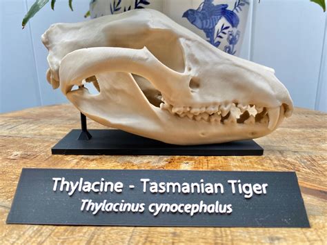 Thylacine Skull Replica Tasmanian Tiger Model With Stand And Nameplate