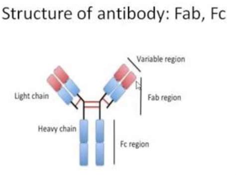 6010 Patho Mod 4 Flashcards Quizlet