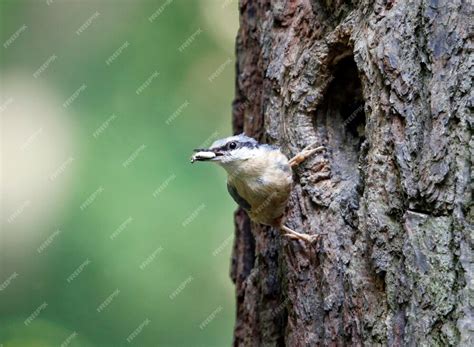 Premium Photo Eurasian Nuthatch Building Its Nest