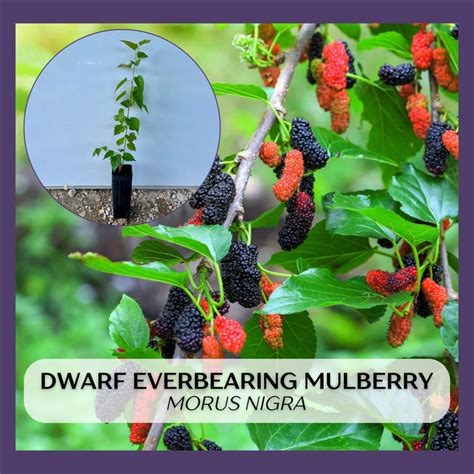Dwarf Everbearing Mulberry — New Earth Nursery