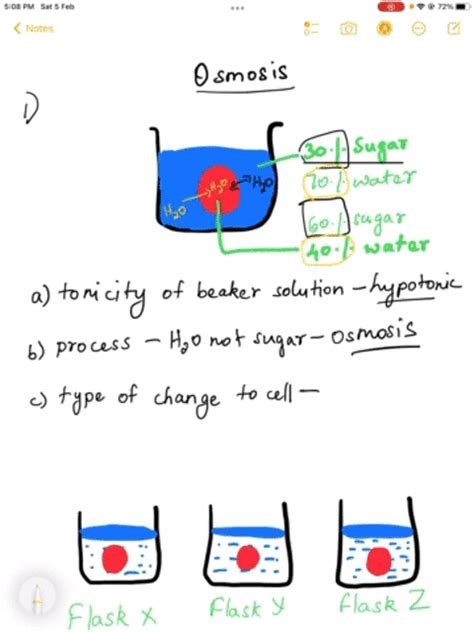 Hypertonic Solution In A Beaker
