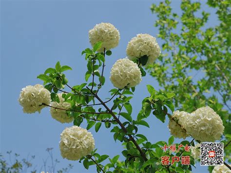 木绣球花开四月天十堰人赏花出游正当时 十堰广电网