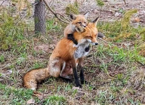 Fox Hug🦊 R Everythingfoxes