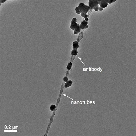 Transmission Electron Micrograph Of The Functionalization Of Monoclonal Download Scientific
