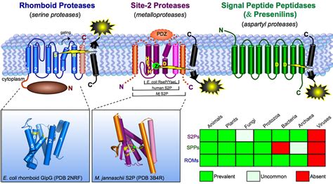 Making The Cut Central Roles Of Intramembrane Proteolysis In