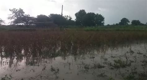 Due To Heavy Rains In Parbhani District Soybean Crop Has Suffered A