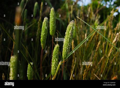 Isolated Grass Seed Heads With A Natural Dark Green Background Stock