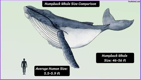 Humpback Whale Size How Big Are They Compared To Others