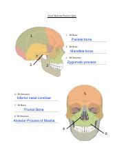 Axial Skeleton Practice Quiz PDF Pdf Axial Skeleton Practice Quiz 1 1 ID Bone Parietal Bone 2