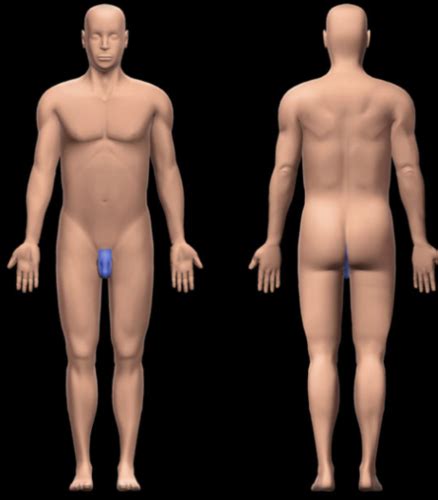Lesson 20 Reproductive System Lab HA Flashcards Quizlet
