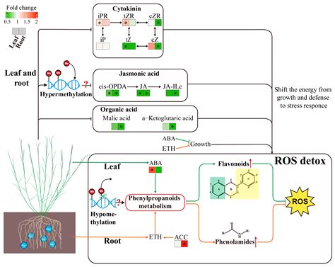 Adaptive Strategy Of The Perennial Halophyte Grass Puccinellia