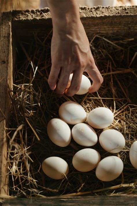 Parece mas não é veja esta alternativa vegana aos ovos CASA BR