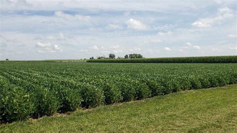 Protecting Crops Against Deadly Soybean Diseases Iowa Agribusiness
