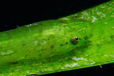 Cochleoceps Viridis