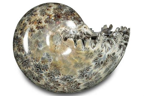 3 85 Polished Ammonite Phylloceras Fossil Madagascar 283509 For