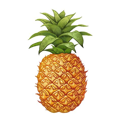 Premium Vector Realistic Drawing Of Pineapple