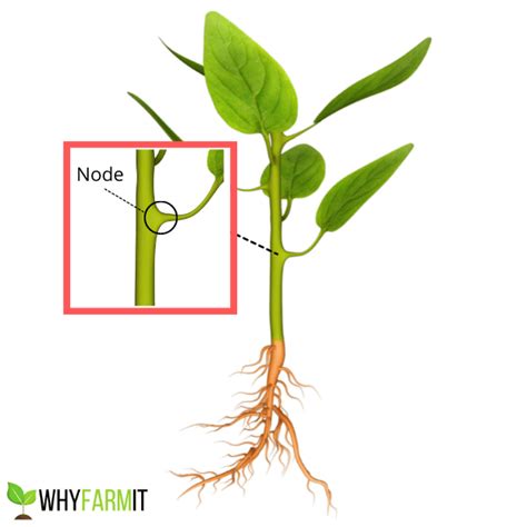 Propagation Success Stations 5 Best Designs Rooting Faq