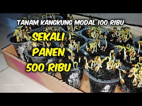 Cara Persemaian Kangkung Hidroponik Tanpa Rockwool YouTube