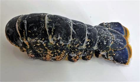 Lobster Tails Quality Native Lobster Creel Caught