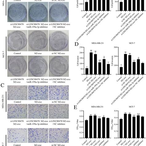 Inhibition Of Linc00470 Expressing M2 Macrophage Exosomes Regulates