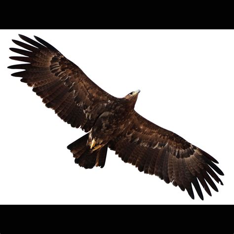 Steppe Eagle Aquila Nipalensis Identification Birda