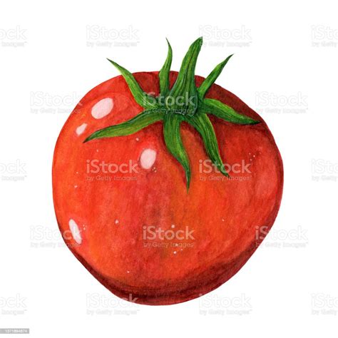 잘 익은 토마토 수채화 일러스트레이션 흰색 배경에 격리 된 손으로 그린 클립 아트 줄기 잎과 육즙 정원 야채 천연 농산물 건강한