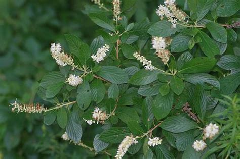 Clethra Alnifolia