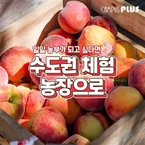 캠퍼스플러스 캠퍼스플러스 무더위가 기승인 여름 제철 과일 잘 챙겨 먹는게 가장 좋은거 다들