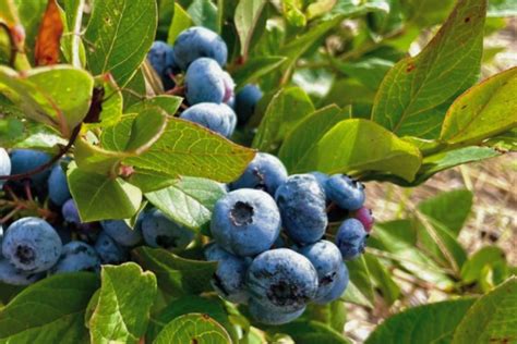 Кооператив з вирощування лохини відкрився після окупації