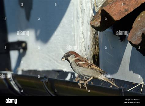 House Sparrow Passer Domesticus Male Perched On A Roof Gutter Near