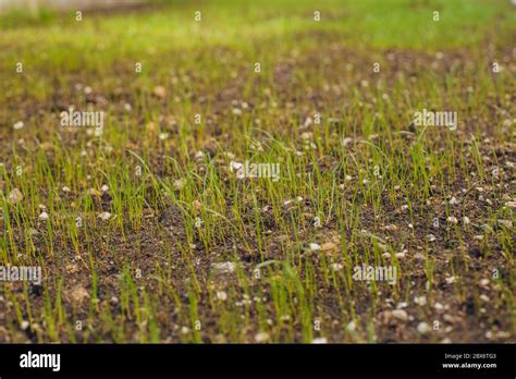 Fresh Green Spring Grass With Dew Drops Closeup With Sun On Natural