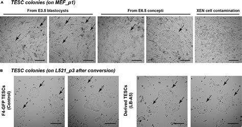 Cell Press Star Protocols