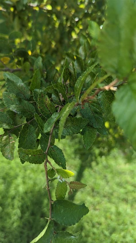 Problems With A 4 Year Old Cedar Elm Rarborists