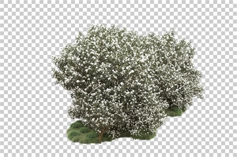 Dwarf Cotoneaster Shrubs Psd 1000 High Quality Free Psd Templates For Download