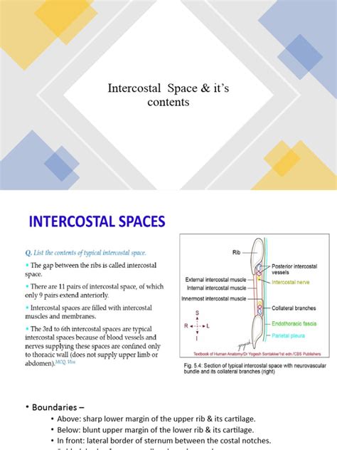 Anatomy Of Intercostal Spaces Pdf