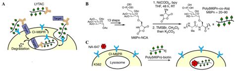 Lytac Profacgen