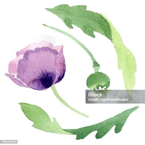 Burgundy Poppy Bunga Botani Bunga Elemen Ilustrasi Poppy Terisolasi