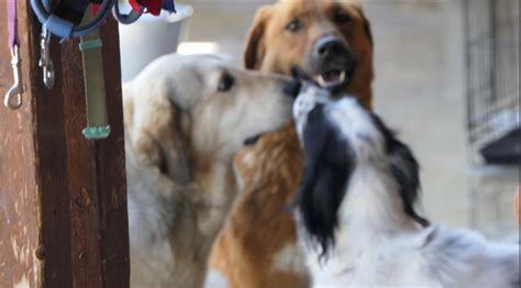 Bubble Van Bubble Van Added A New Photo — At Athens Greece