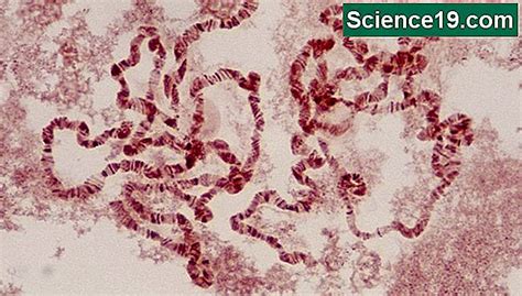 ¿cómo Se Heredan Los Genes En Los Cromosomas Sexuales 💫 Portal