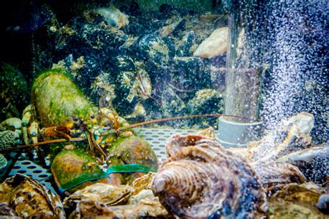 판매를 위한 다채로운 가재 레스토랑에서 수족관 내부 바다 갑각류 갈고리 발톱에 대한 스톡 사진 및 기타 이미지 갈고리 발톱 감금 상태 갑각류 Istock