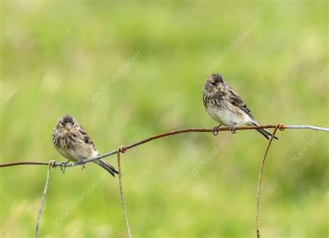 Twite Stock Image C0582115 Science Photo Library
