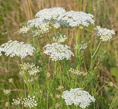 Where And How To Grow Wild Carrot Daucus Carota Meadowmania Uk