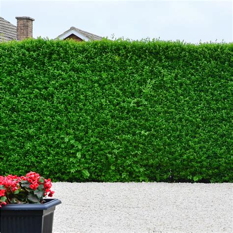 Privet Hedge Flowers Cheefulvic