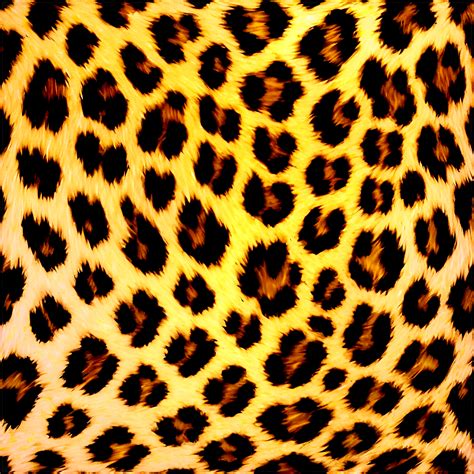 Leopard Print Border Png 06272024 Png Image