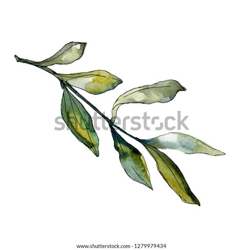 Black Olives Watercolor Background Illustration Set Stock Illustration
