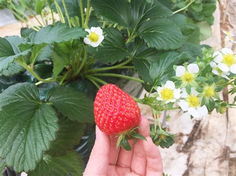 [ 975] 인천 딸기밭체험 아람농장 네이버 블로그