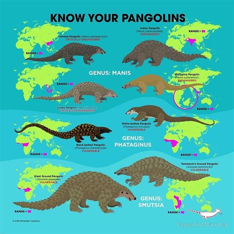 Know Your Pangolins Poster For Sale By Pepomintnarwhal Pangolin